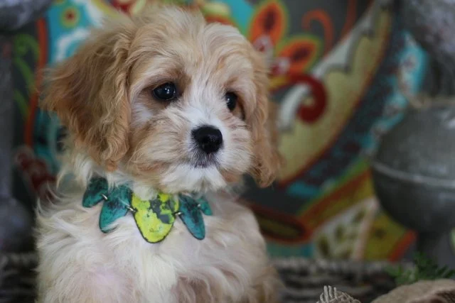 Cavachon & Cavapoo Breeders | 5.0 Star Rating